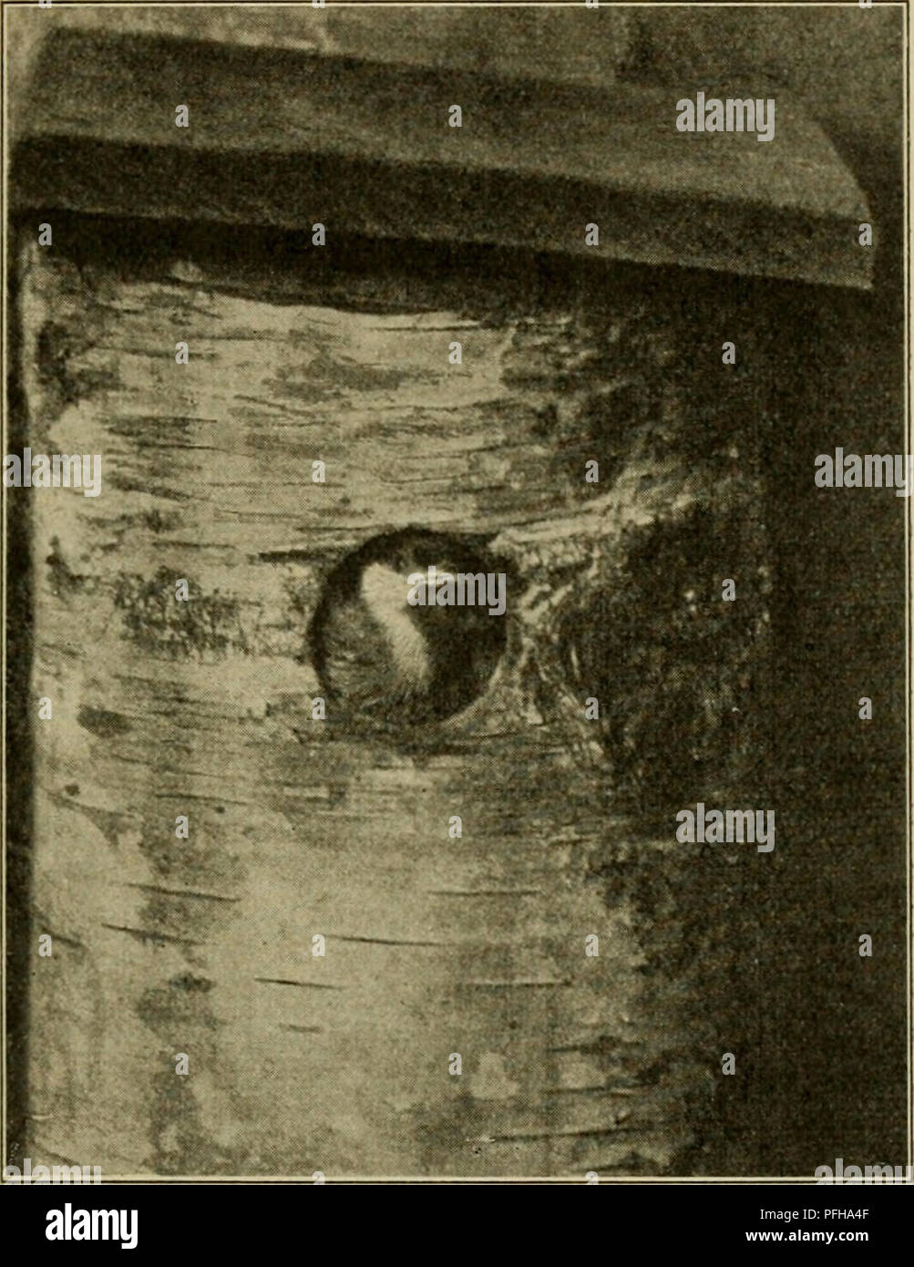 This article discusses a bird's behavior when startled by a sudden ...