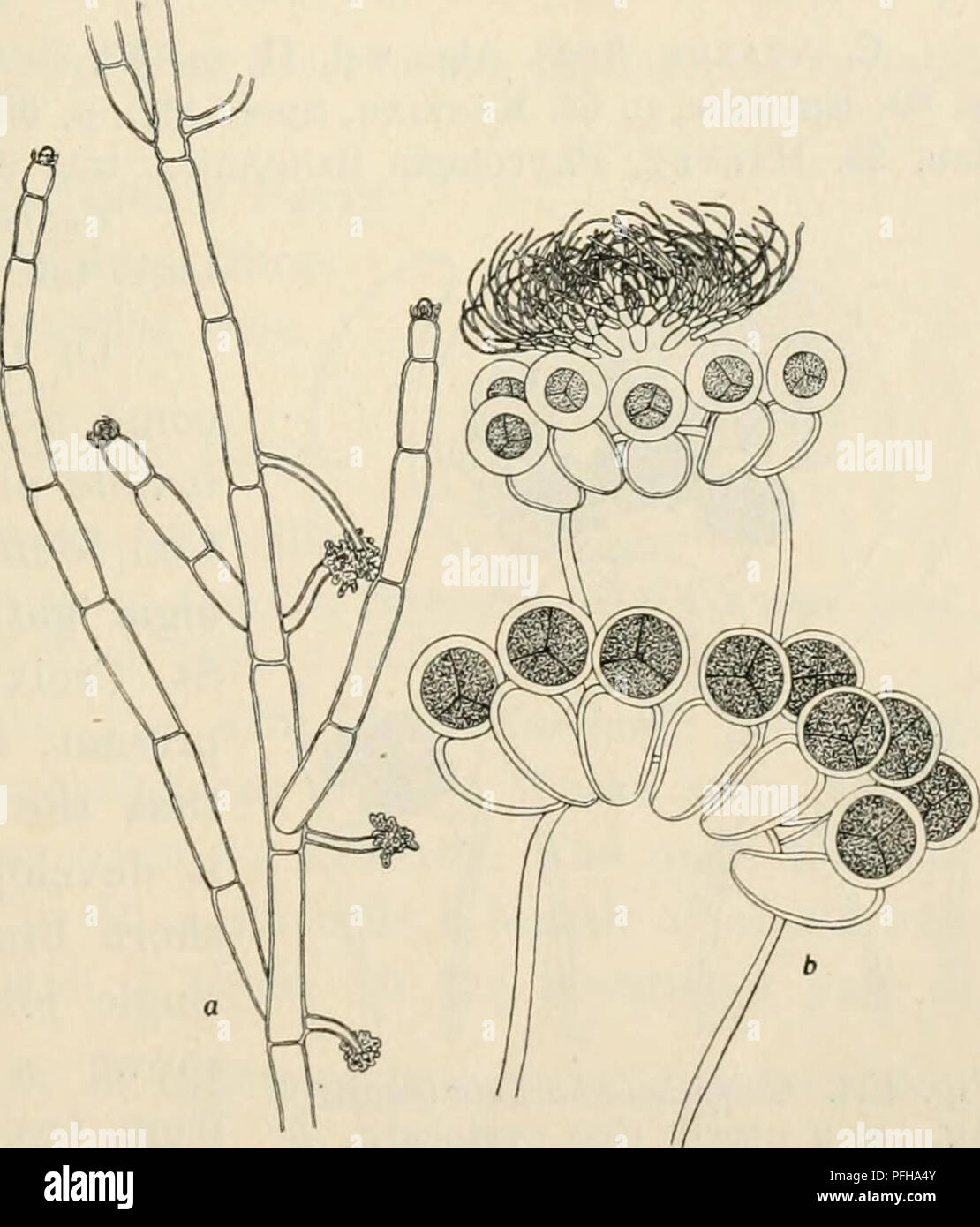 This botanical archive by F. Børgesen provides a comprehensive list of ...