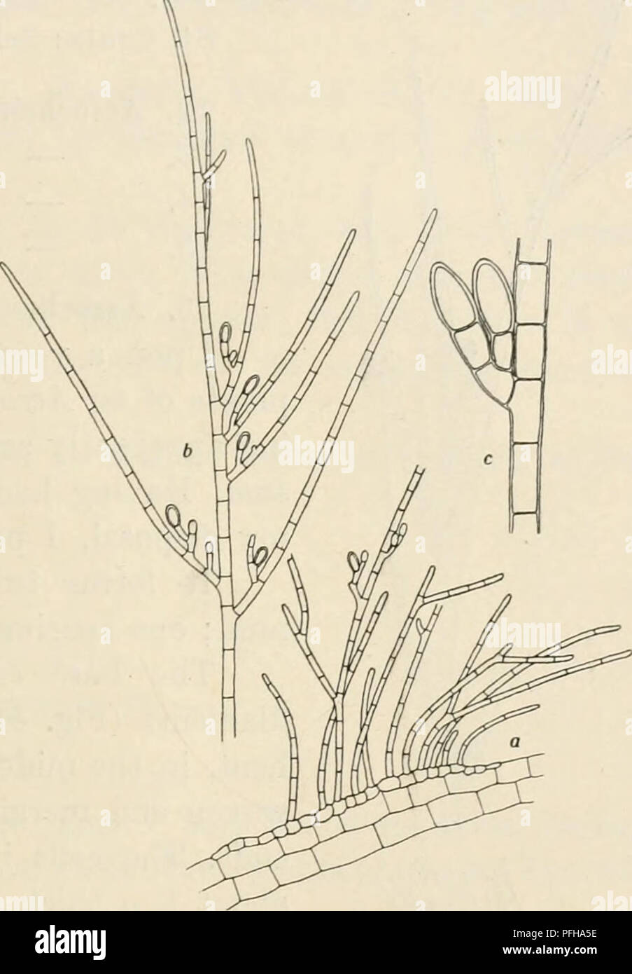 This botanical archive from Denmark lists various plant species ...