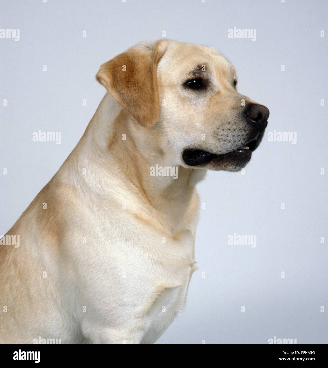 Labrador head hi-res stock photography and images - Alamy