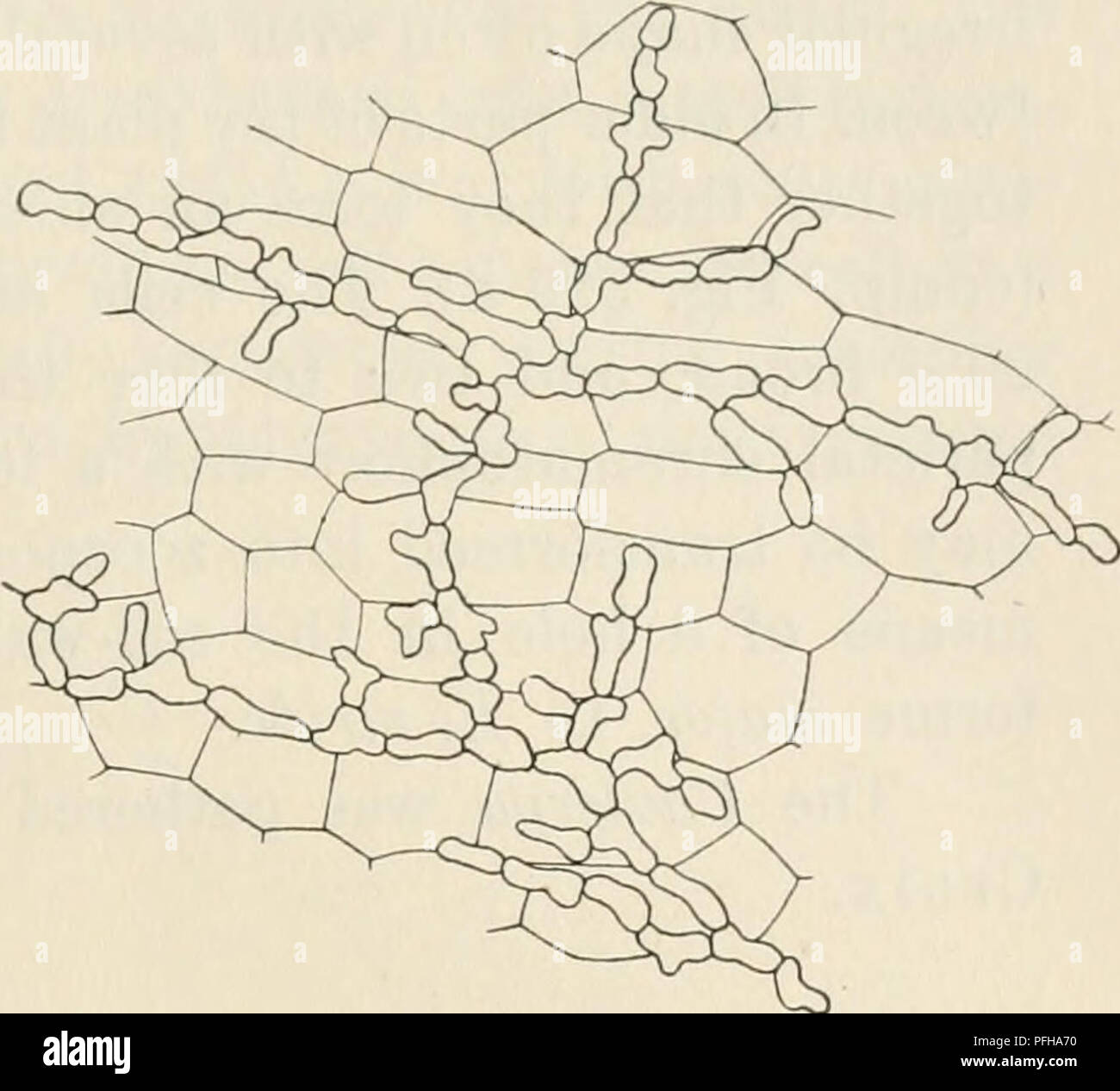 This entry from the Danish Botanical Archive features Endoderma viride ...