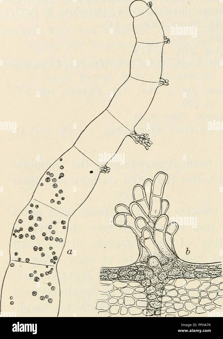 This image is taken from the 'Dansk Botanisk Arkiv' and depicts the ...