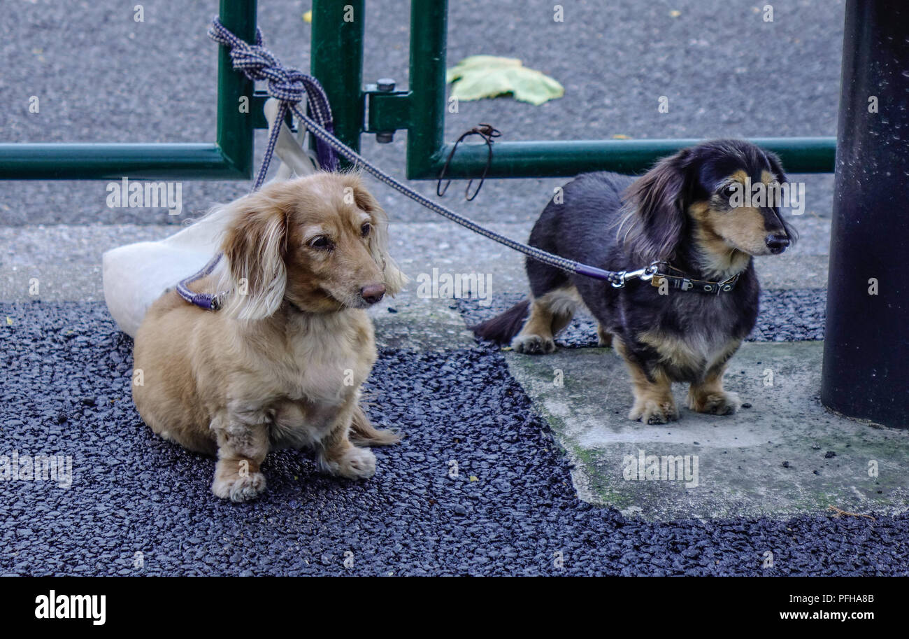 Dachshund dogs playing on road in Tokyo, Japan Stock Photo - Alamy