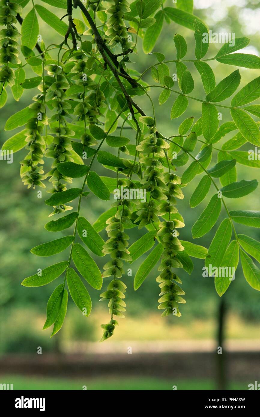 Chinese wingnut pterocarya stenoptera hi-res stock photography and ...