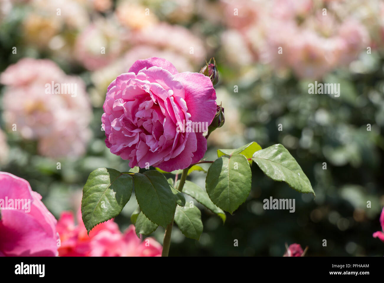 Blooming beautiful colorful rose in garden nature background Stock ...