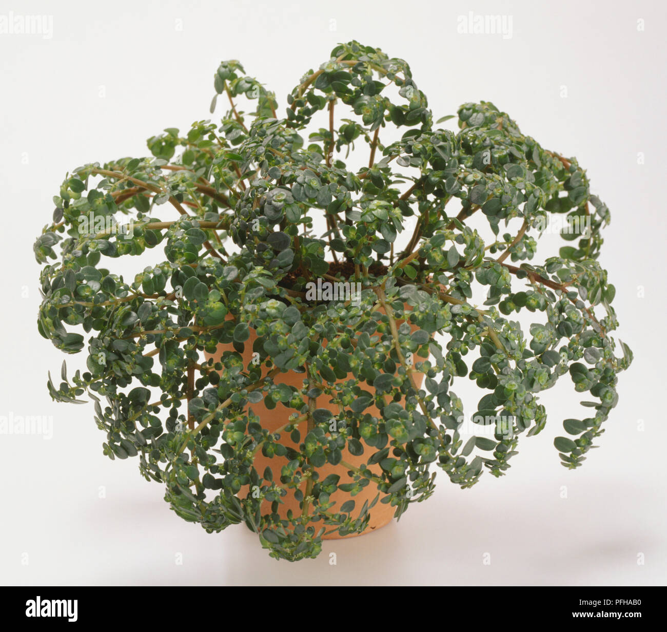 Pilea microphylla hi-res stock photography and images - Alamy