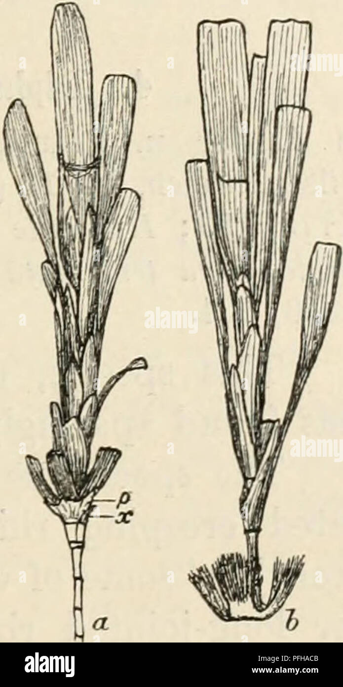 This botanical archive offers detailed insights into plant reproduction ...