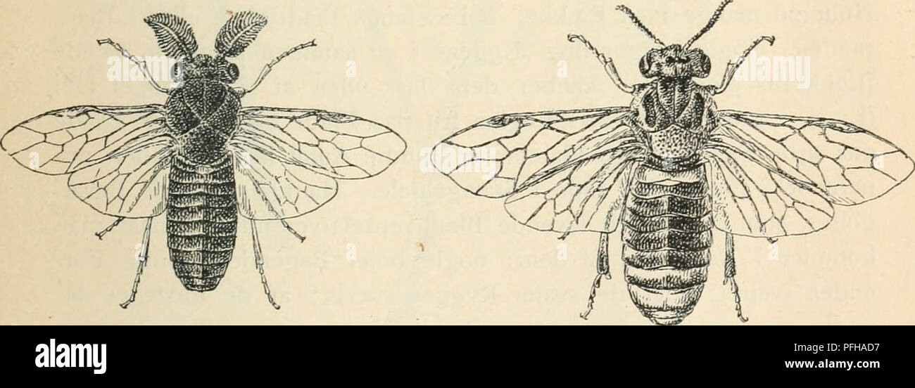 This work on Danish forest zoology categorizes forest insects into two ...