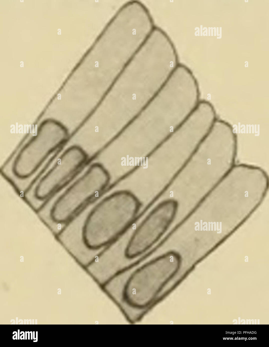 Histology human reproductive system hi-res stock photography and images ...