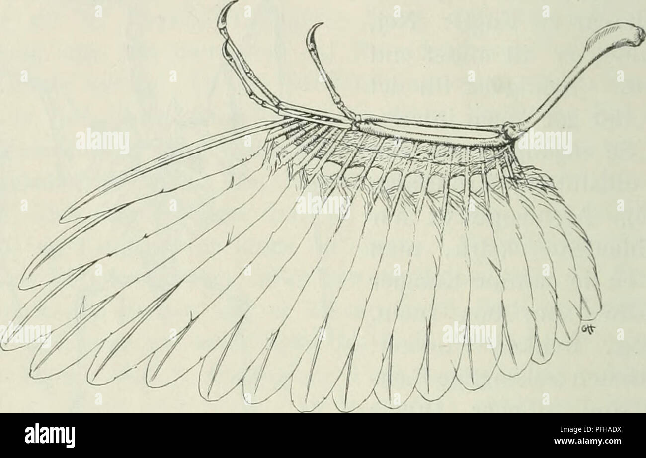 Uncinate Process Birds