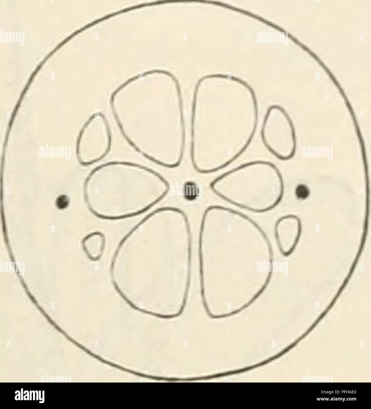 Transverse sections plants hi-res stock photography and images - Alamy