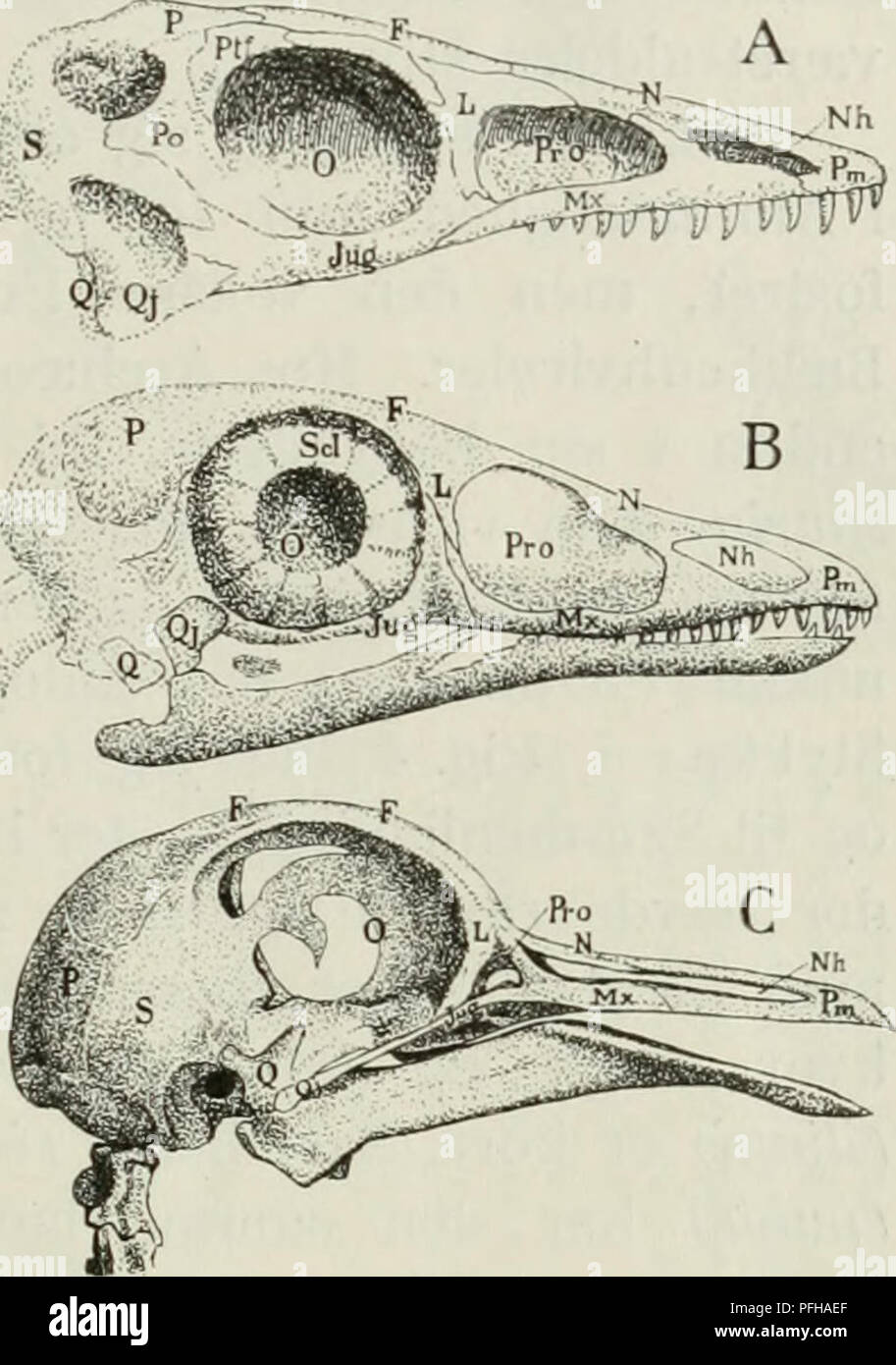 This Danish ornithological journal features a detailed study on the ...
