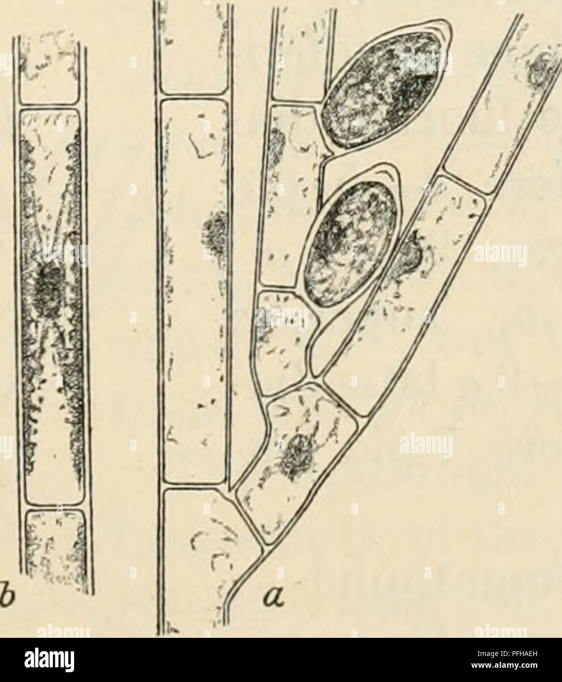 This publication from the Danish Botanical Archive focuses on newly ...