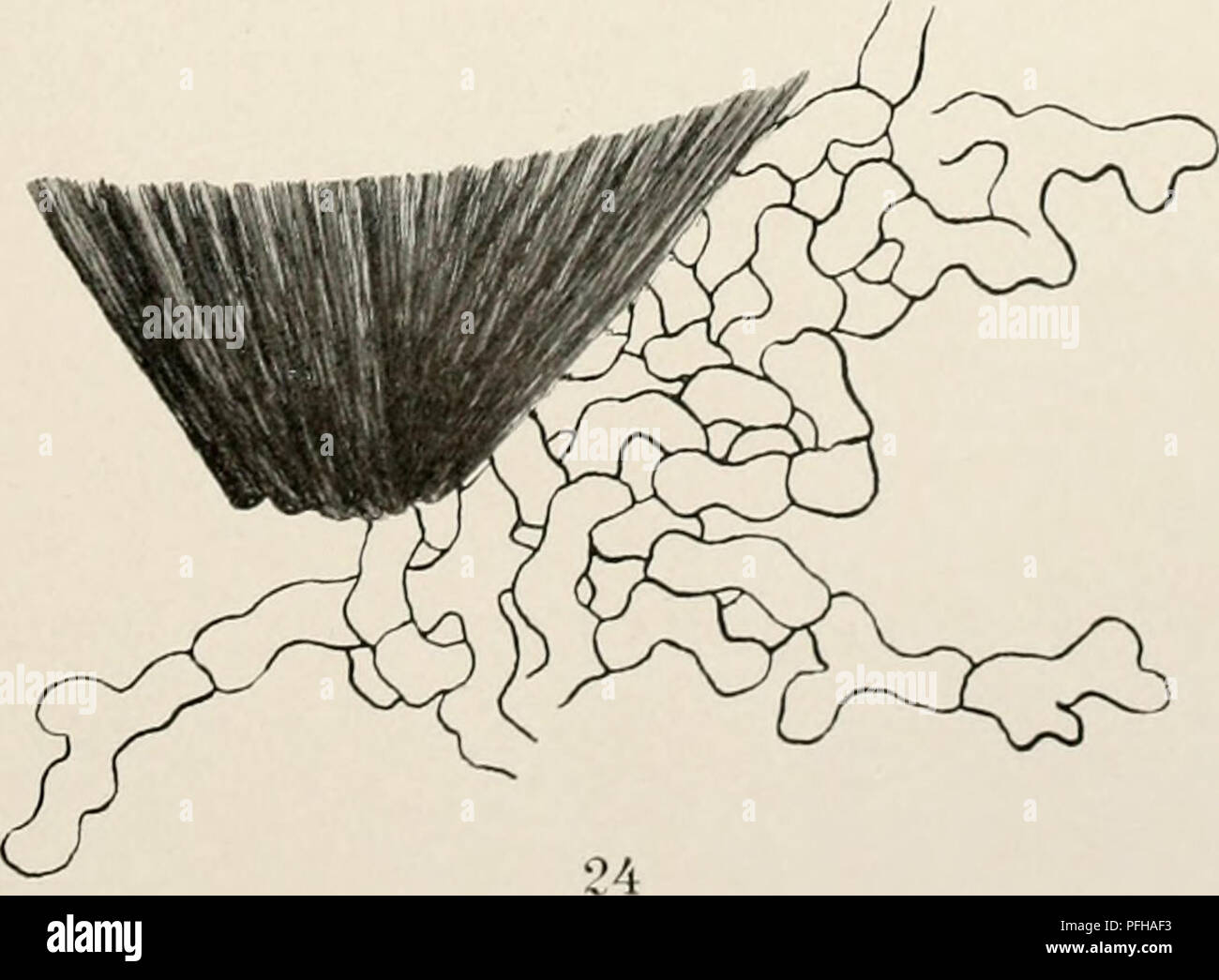This botanical archive from Denmark features detailed studies and ...