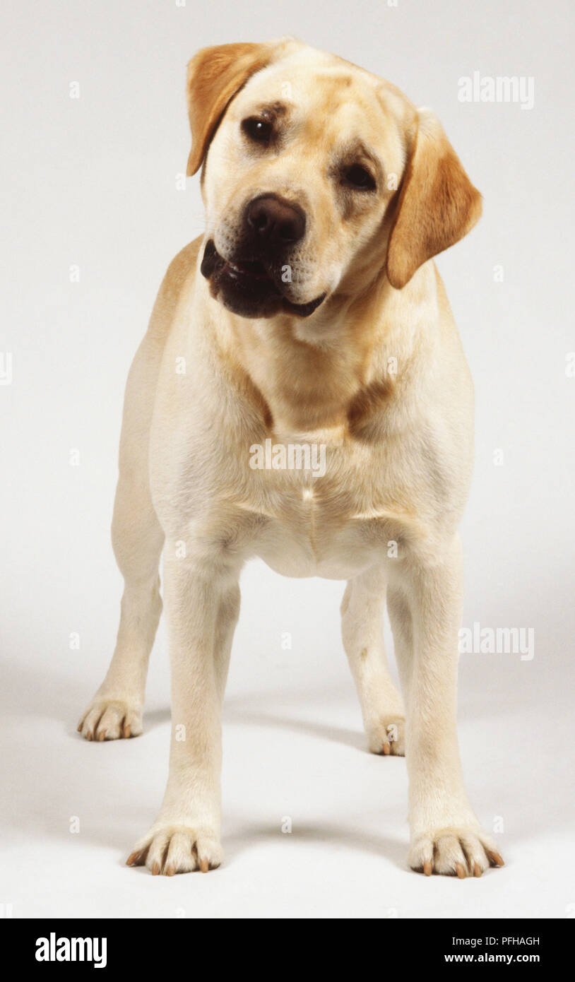 Labrador Retriever (Canis familiaris) standing its with head tilted to ...