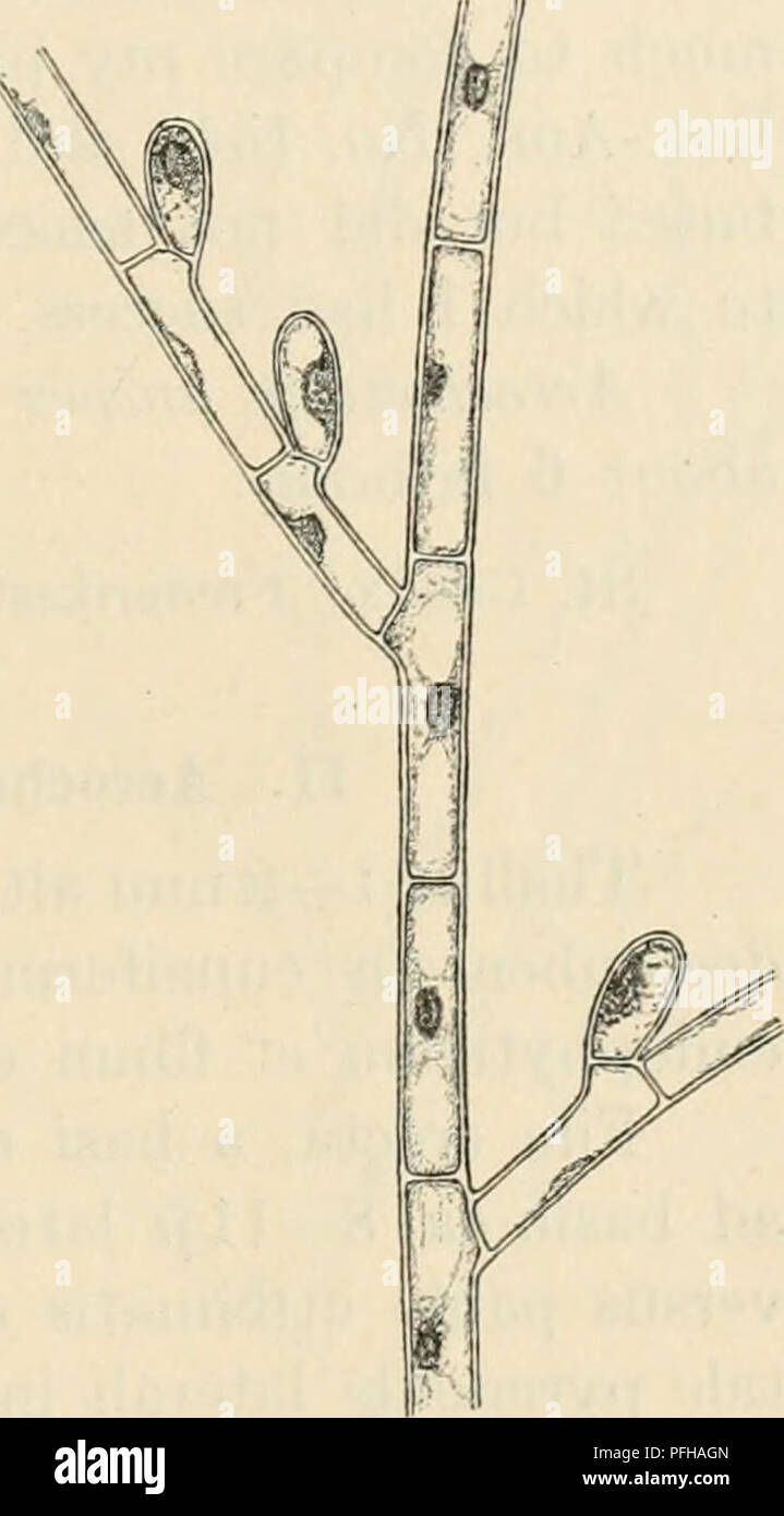 This image features a study of Rhodophyceae in the Danish West Indies ...