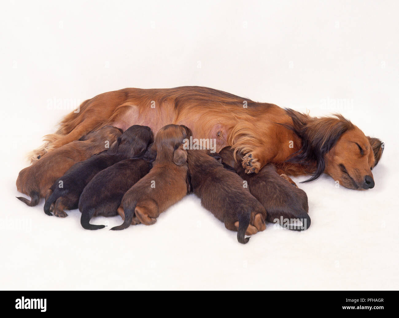 Newborn Weiner Dogs