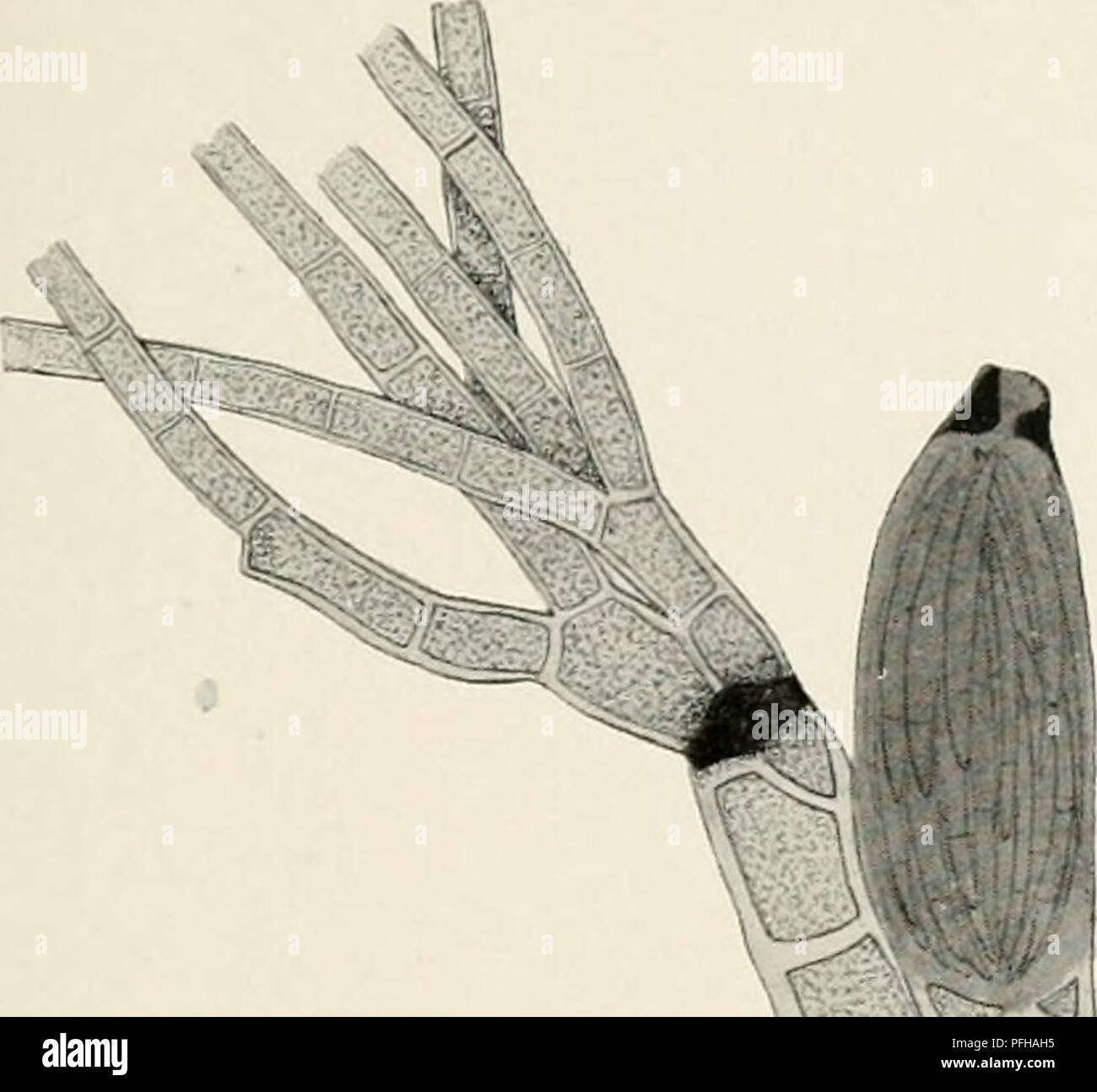 This image from the *Dansk Botanisk Arkiv* showcases plant species ...