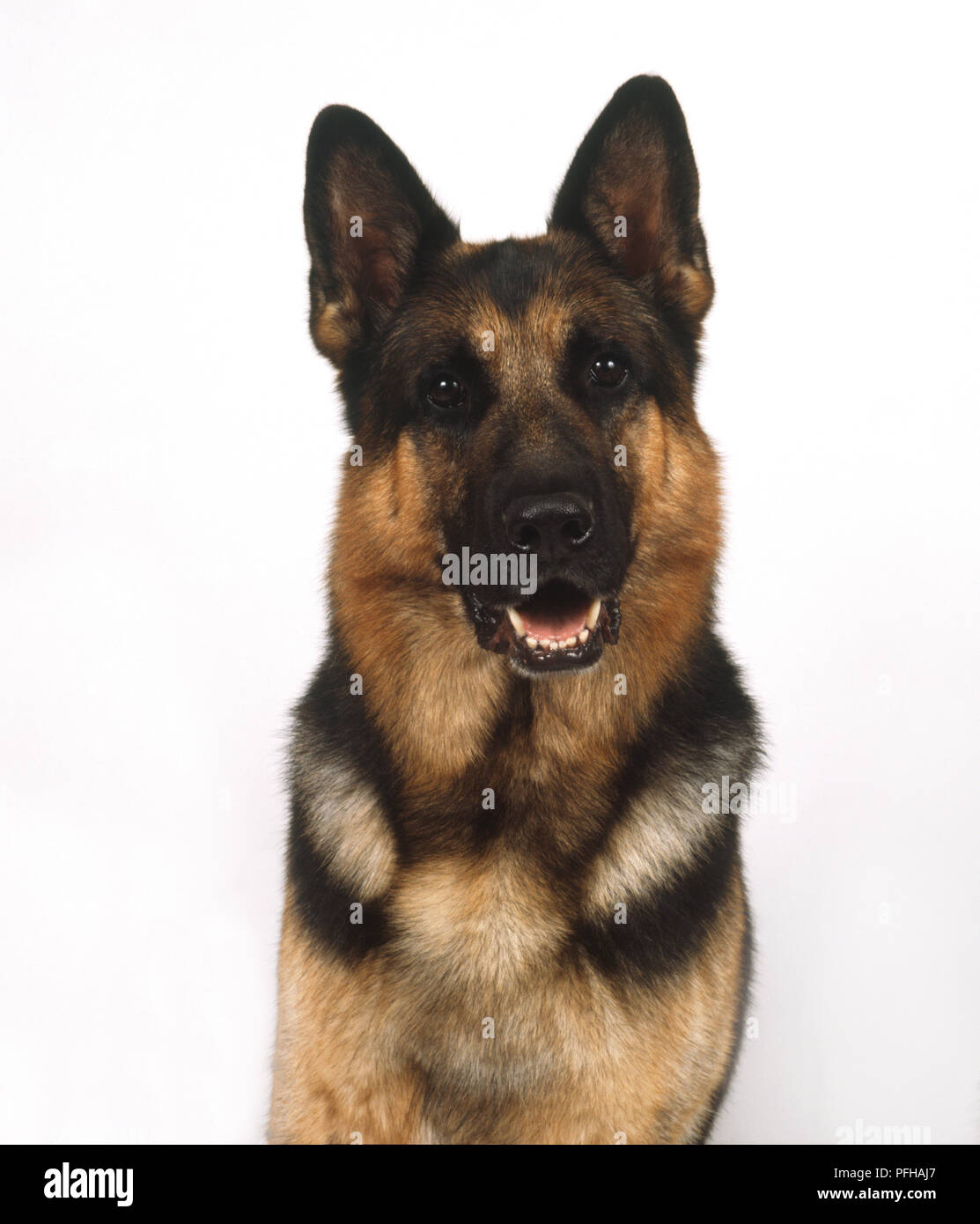 Head and shoulders of a German Shepherd (Canis familiaris), front view ...
