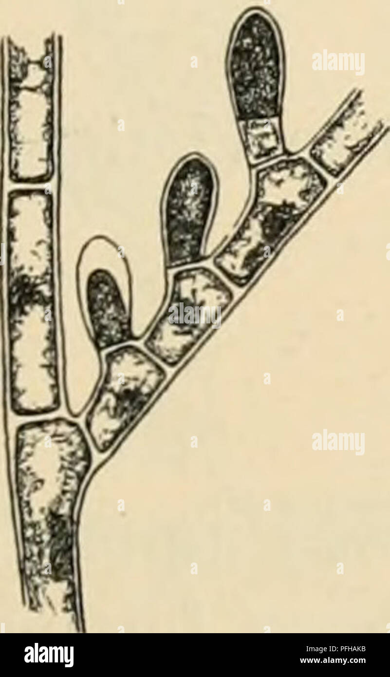 Parietal cell hi-res stock photography and images - Alamy