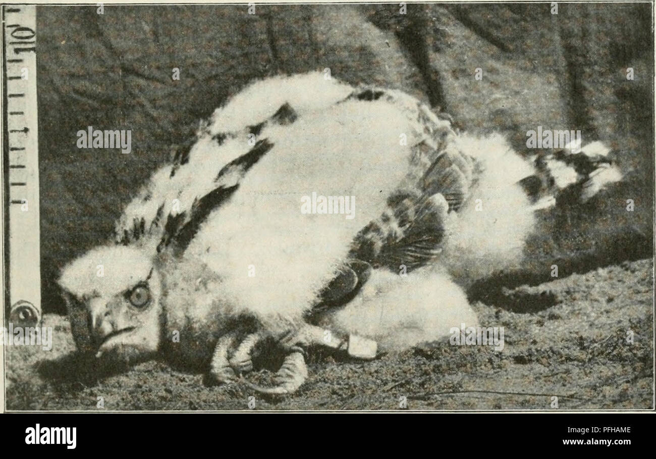 A Danish ornithological journal documenting bird species in Denmark ...