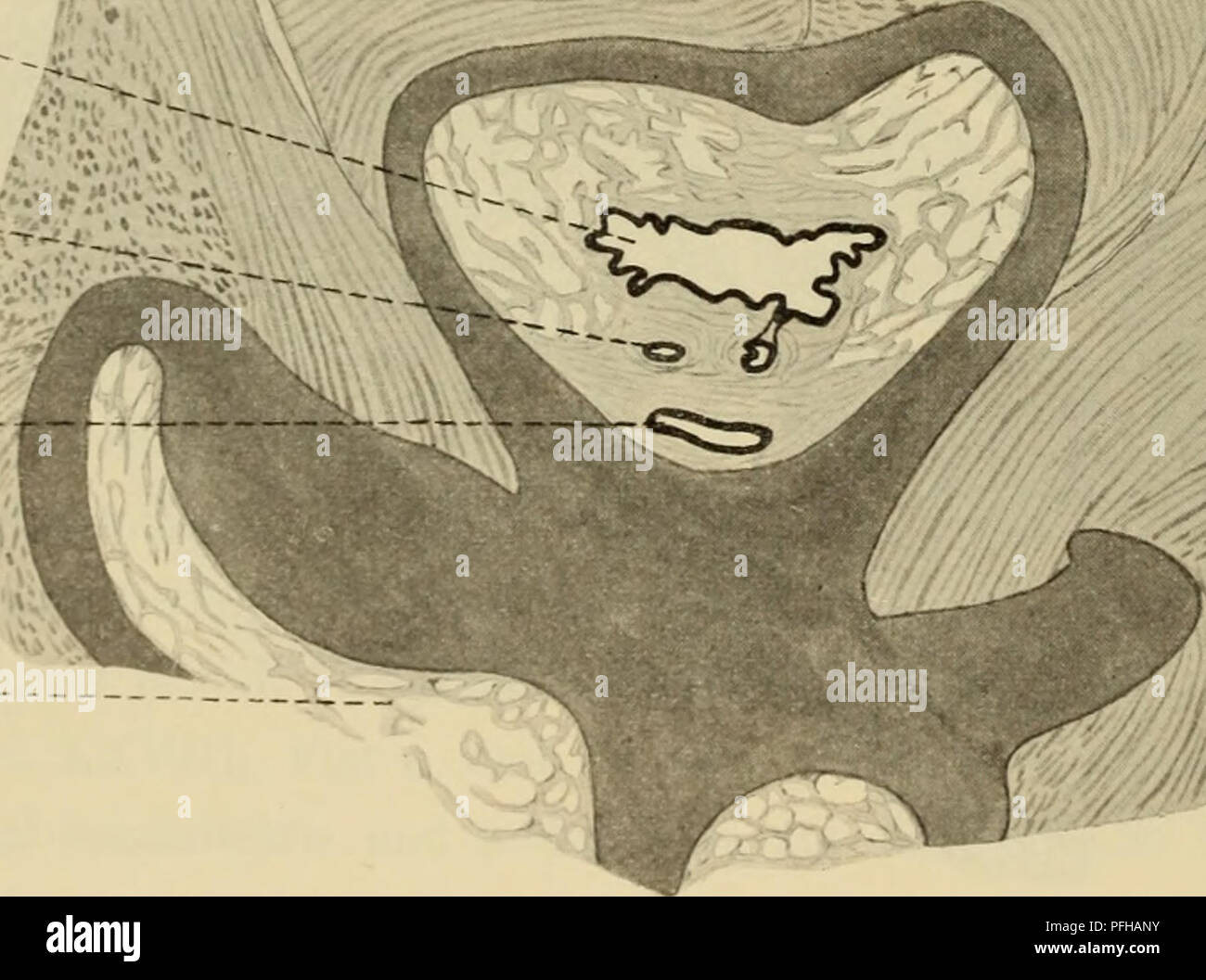 This article describes the anatomical features of various glands ...