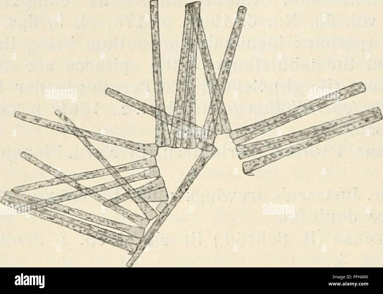 This article from the Dansk Botanisk Arkiv discusses several species of ...