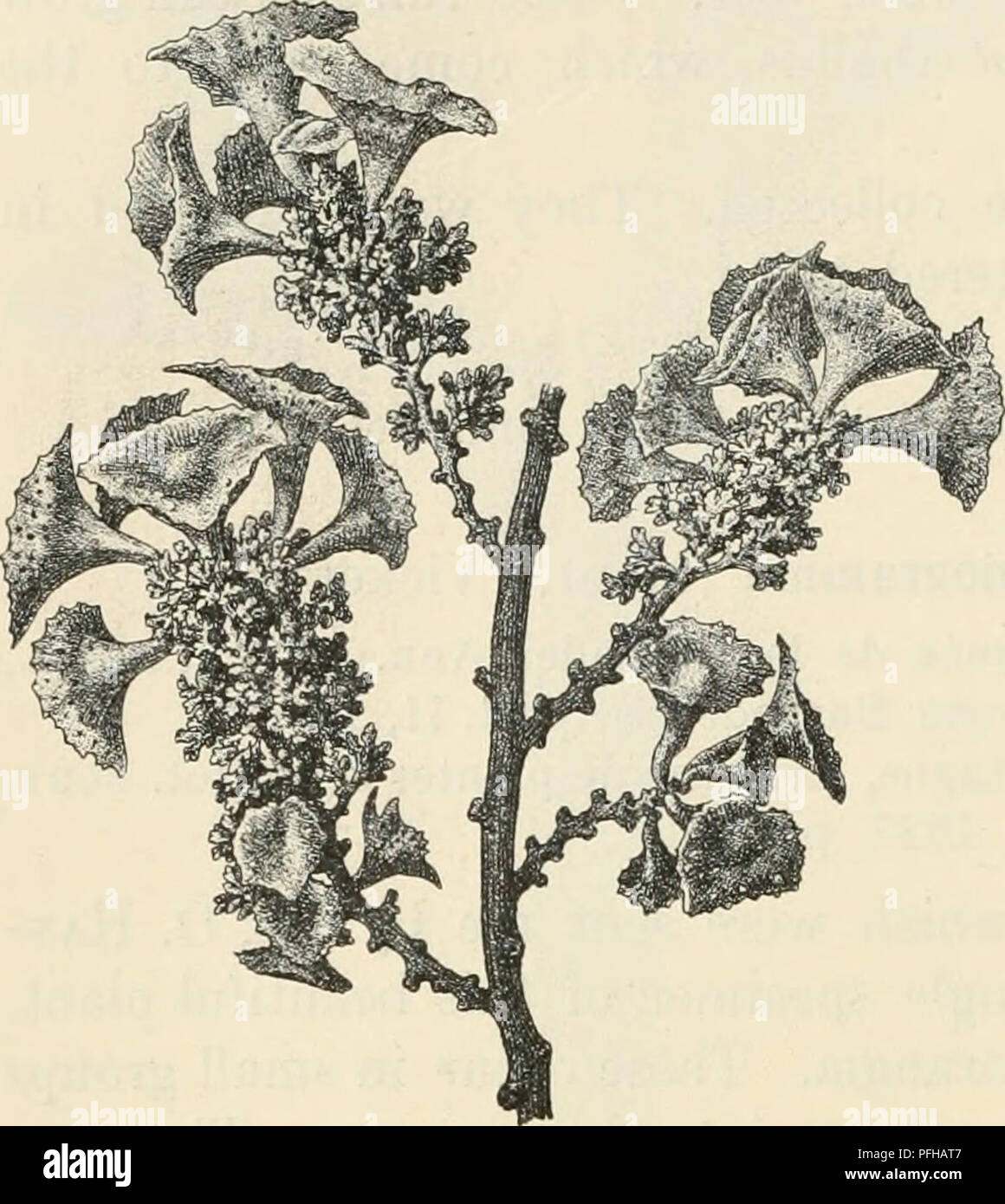 Sargassum plants hi-res stock photography and images - Alamy