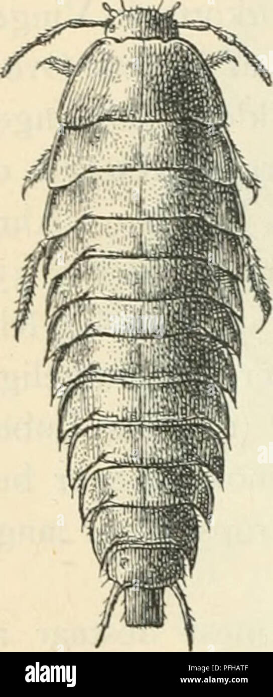 This zoological reference describes the anatomy and behavior of forest ...