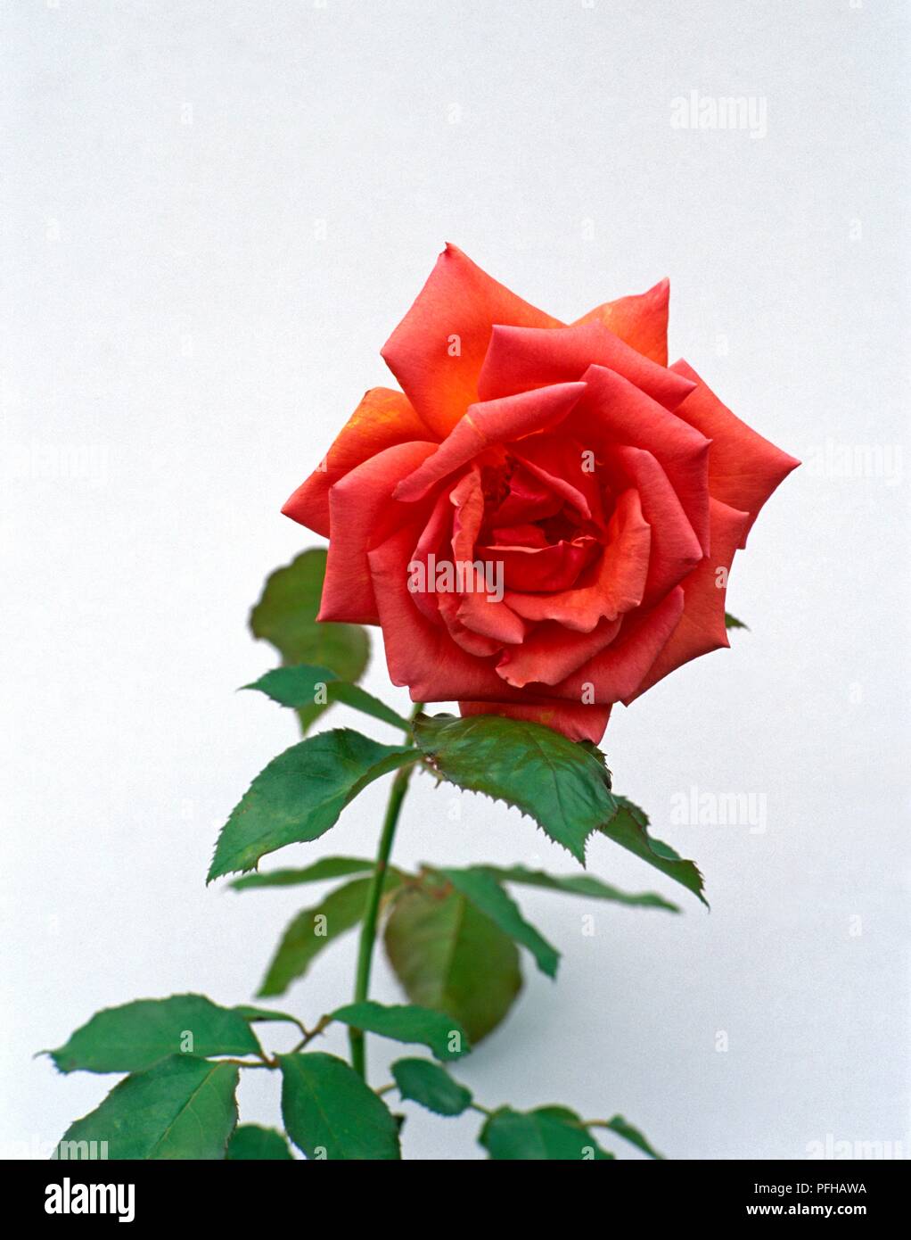 Climbing red rose hi-res stock photography and images - Alamy