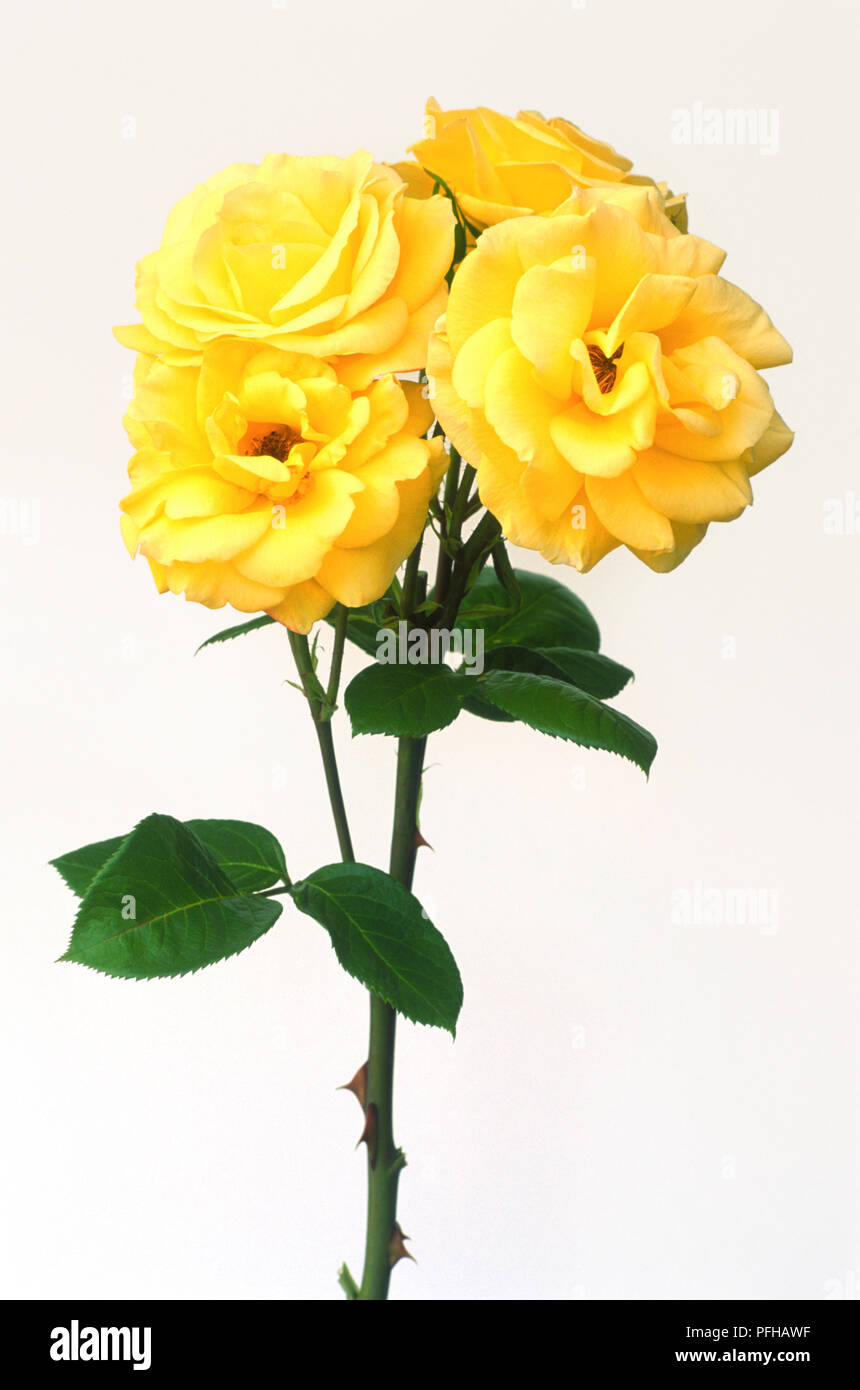 Arthurs Flower Clipart