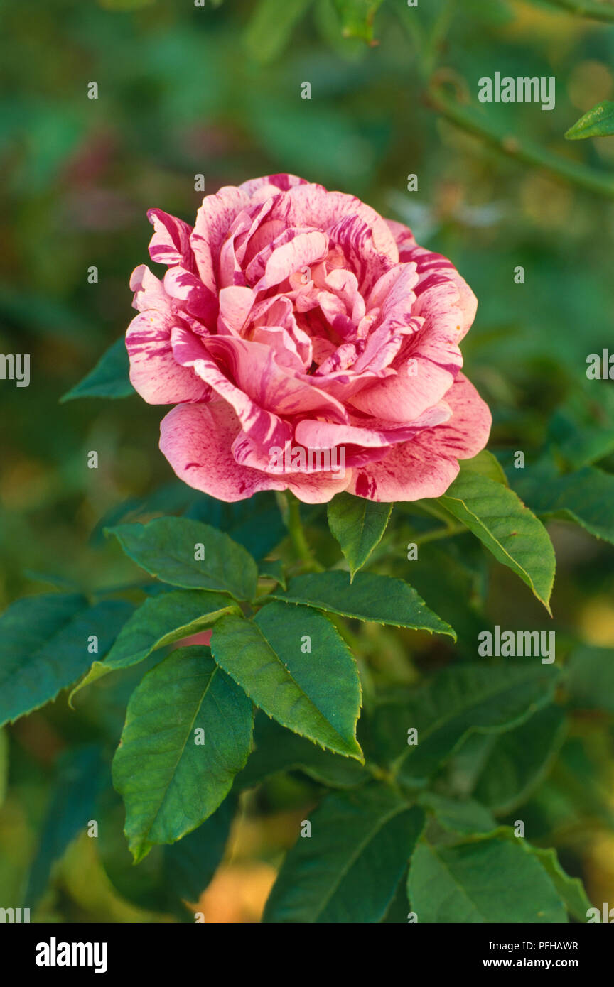 Rose ferdinand pichard hi-res stock photography and images - Alamy