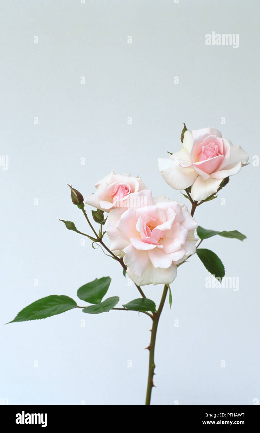 Rosa 'City of London', pale pink unfurled and unfurling roses, buds and ...