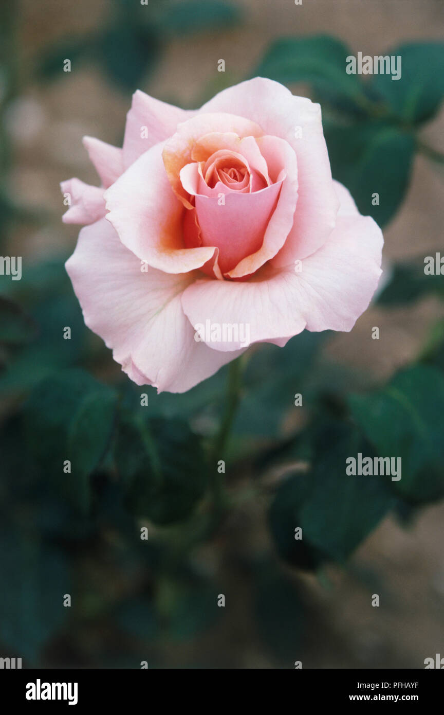 Rosa 'Iced Ginger, large flower with ivory white petals and copper pink ...