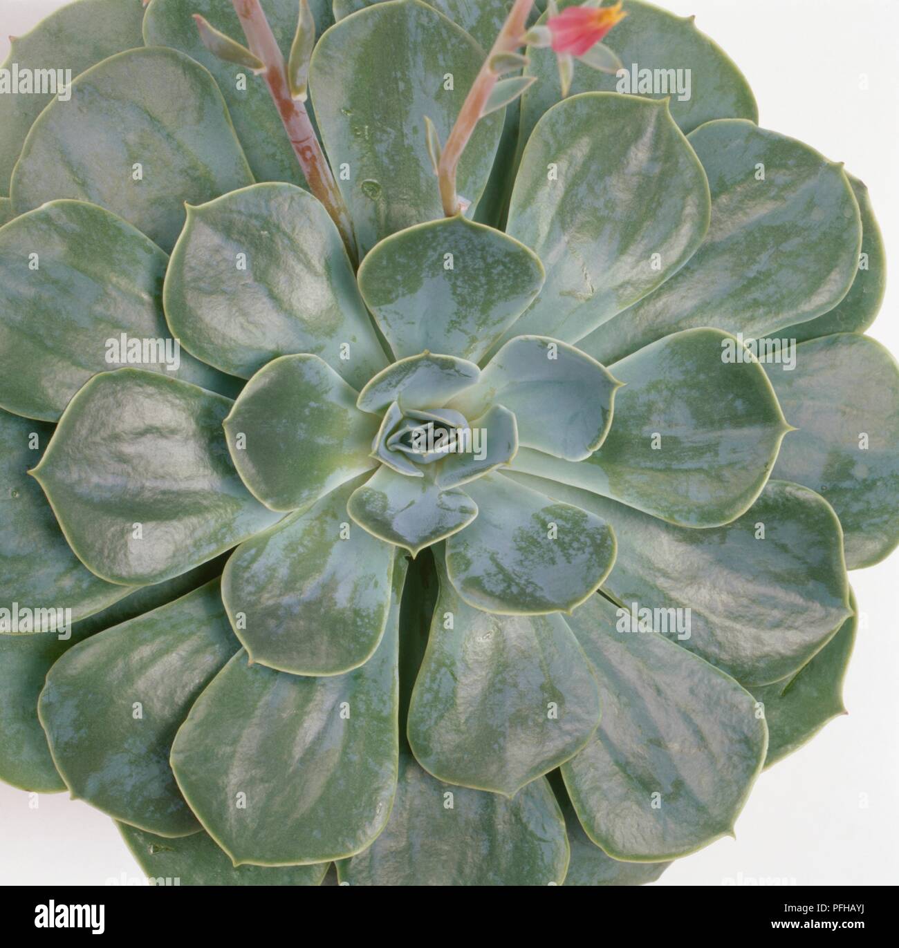 Echeveria Secunda High Resolution Stock Photography and Images - Alamy