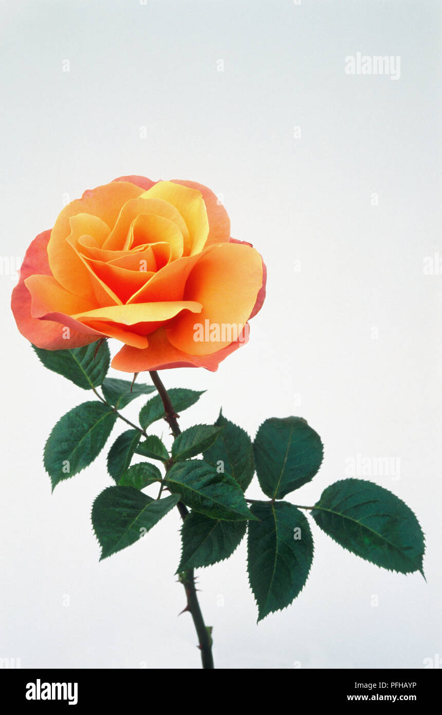 Dark green ovate leaves hi-res stock photography and images - Alamy