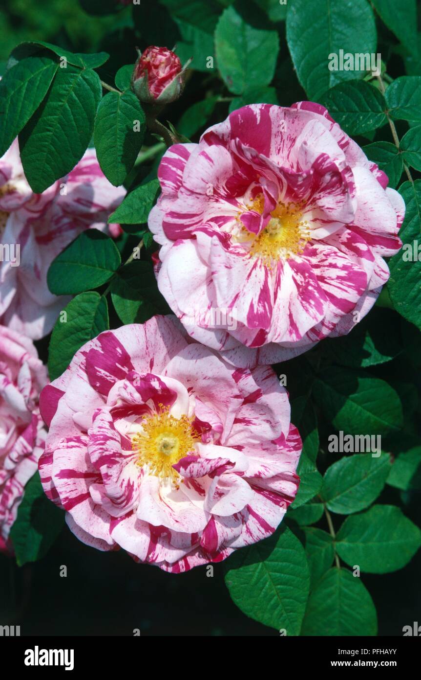 Pink and white flowers from Rosa officinalis 'Versicolor' (Rosa mundi ...