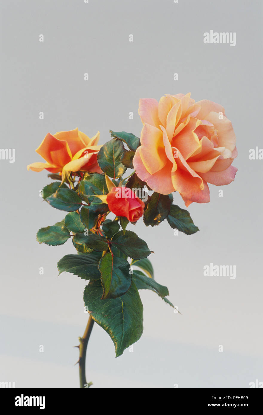 High sheriff hi-res stock photography and images - Alamy