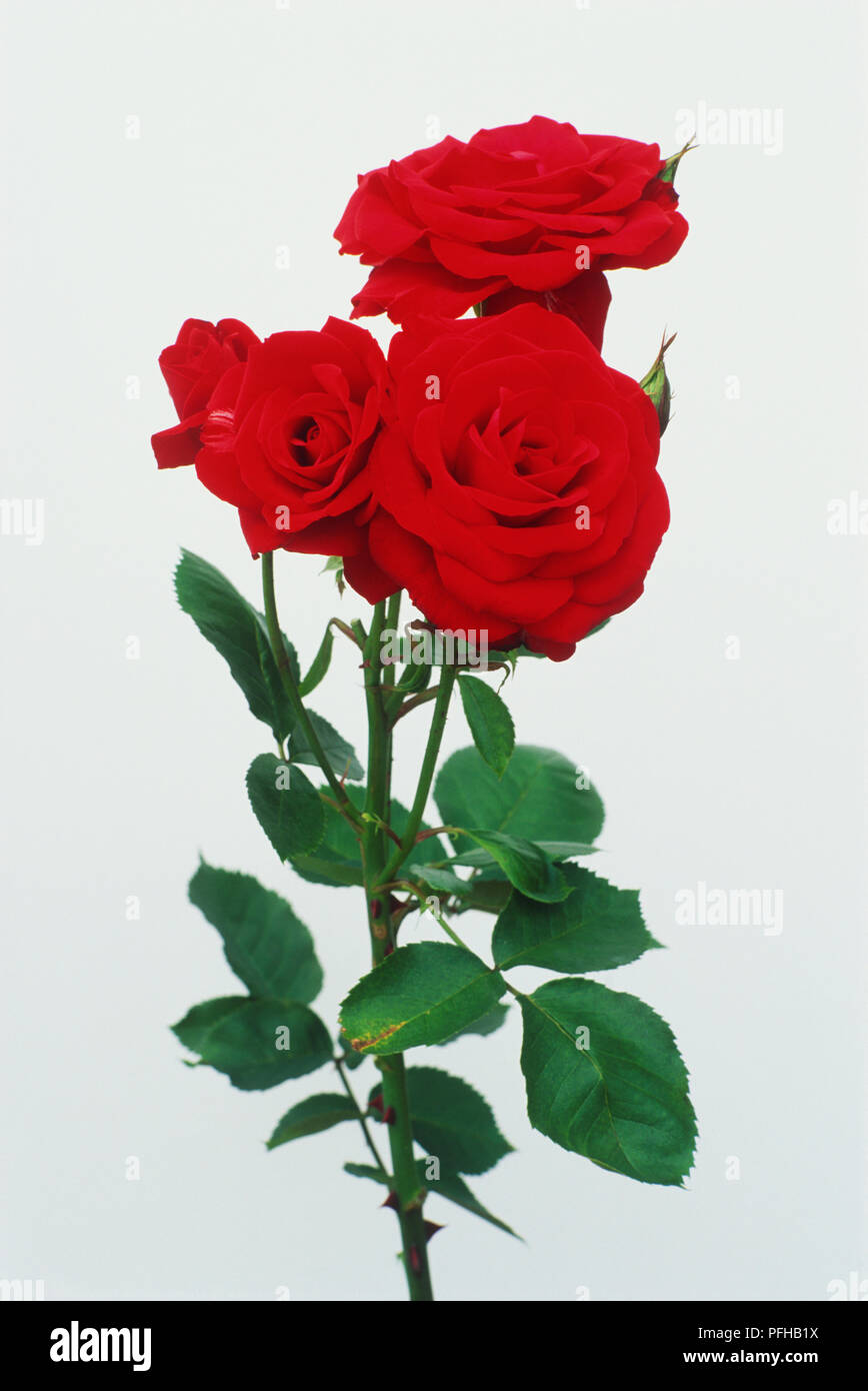 Dark crimson rose hi-res stock photography and images - Alamy