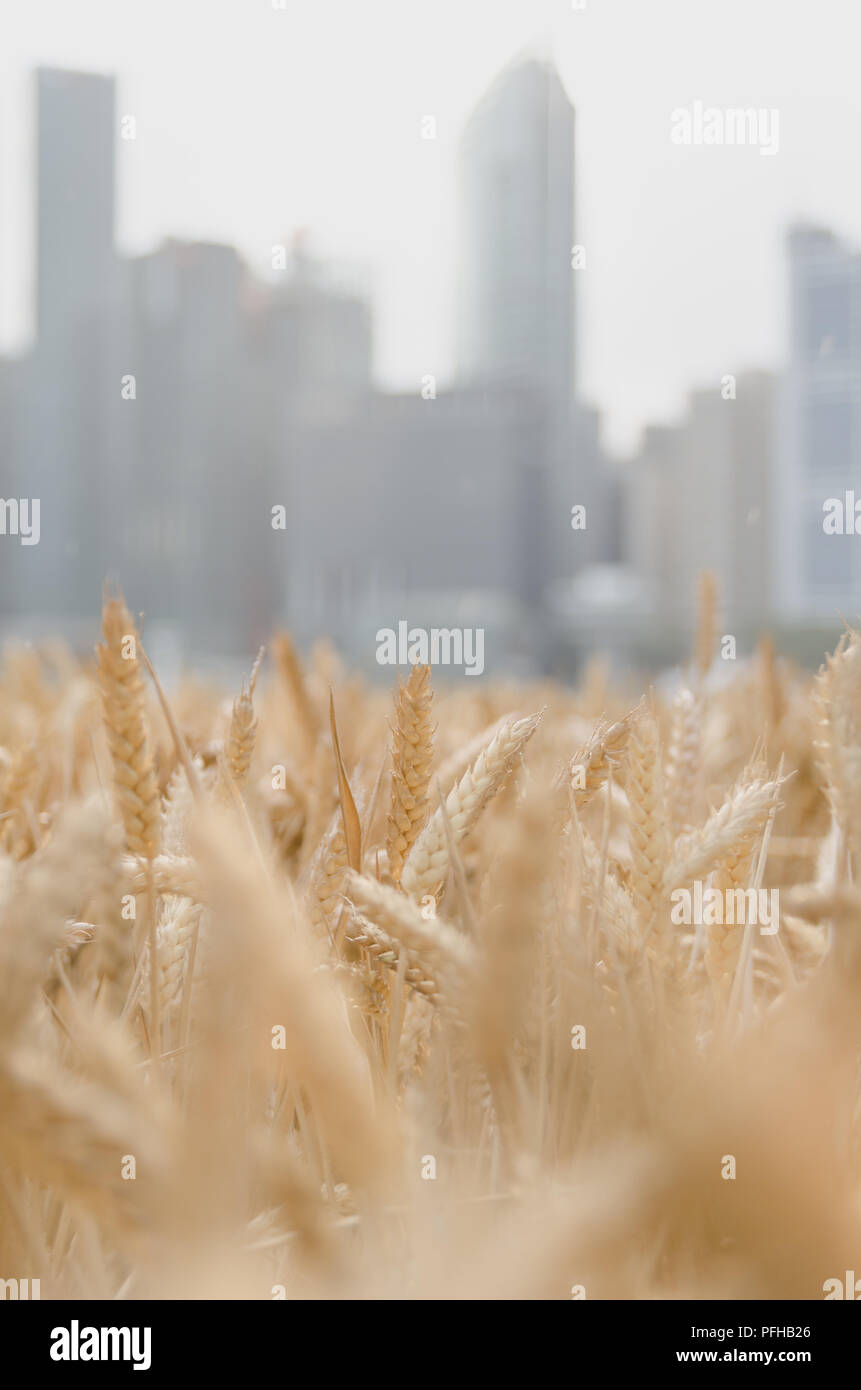 Nature Meets Urban High Resolution Stock Photography and Images - Alamy