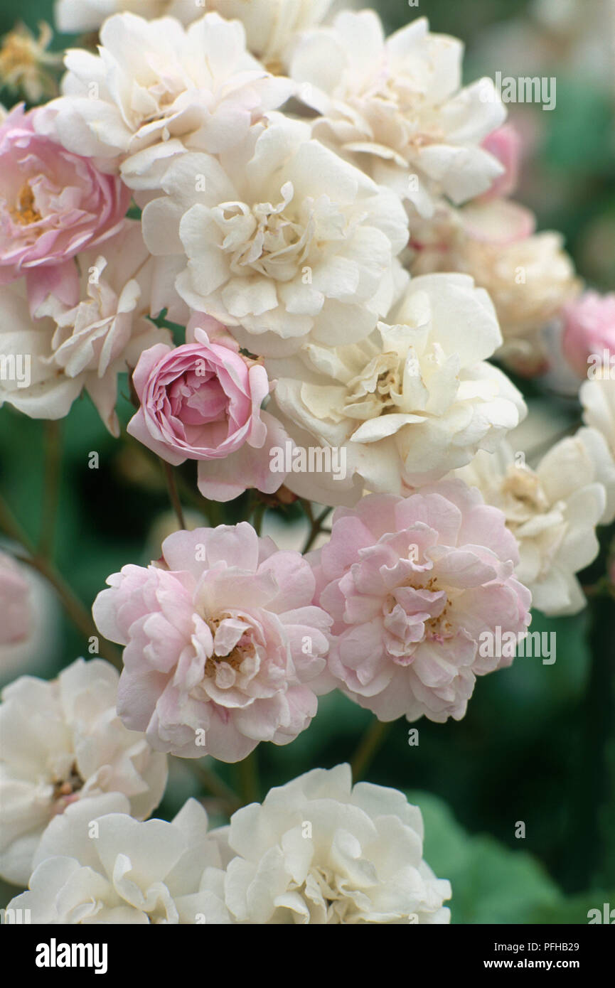 Noisette roses hi-res stock photography and images - Alamy