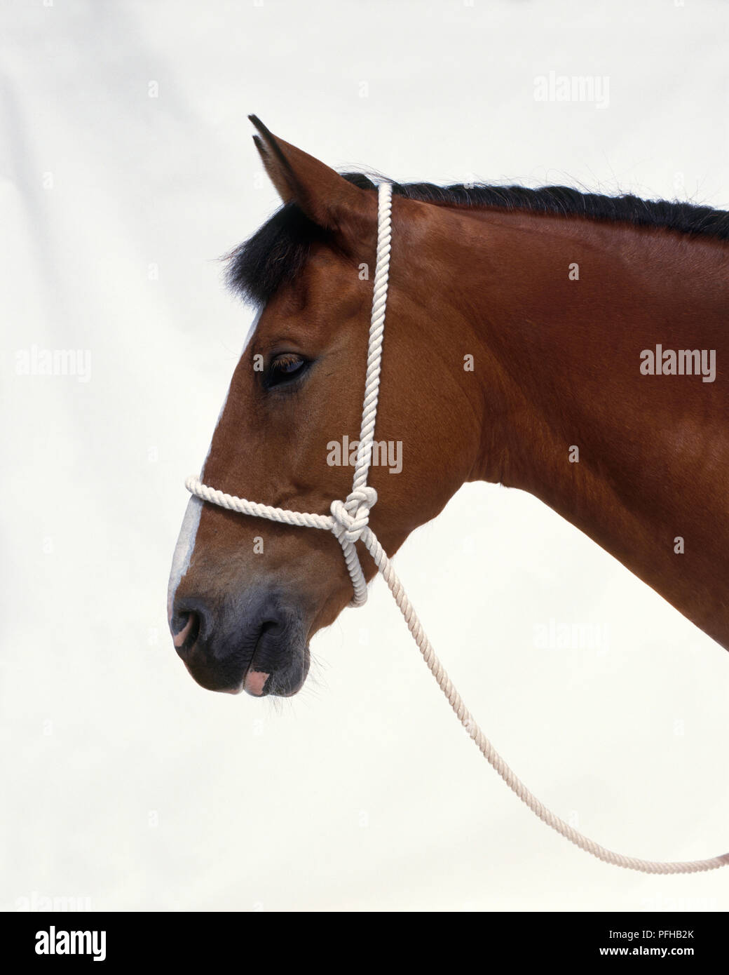 Wearing rope halter hi-res stock photography and images - Alamy