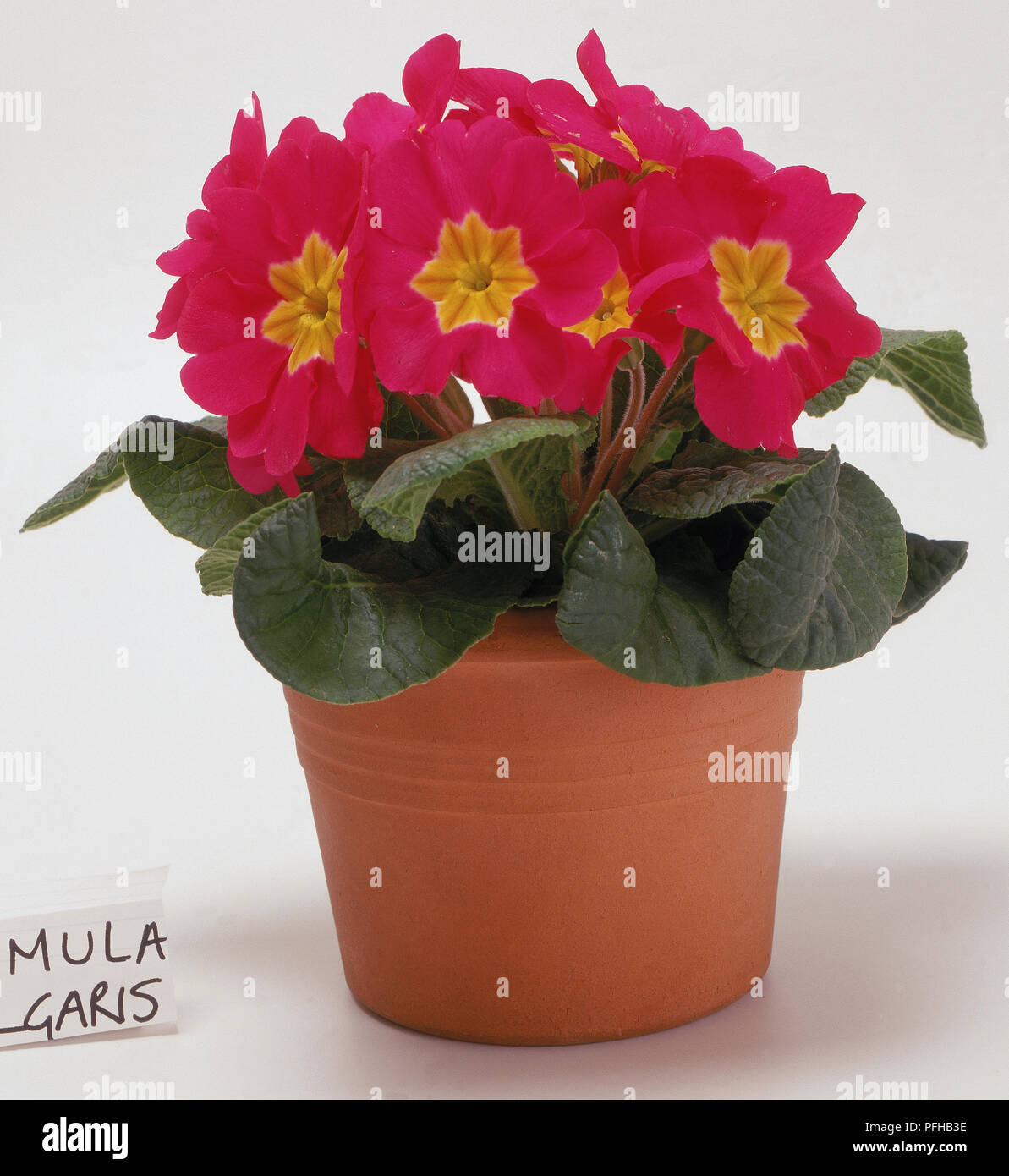 Magenta and yellow, primula vulgaris, in terracotta plant pot, bright ...