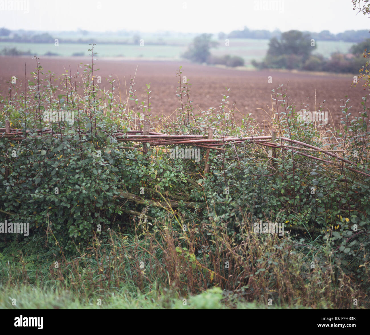 View of growing hedge with new shoots ready for threading through Stock ...