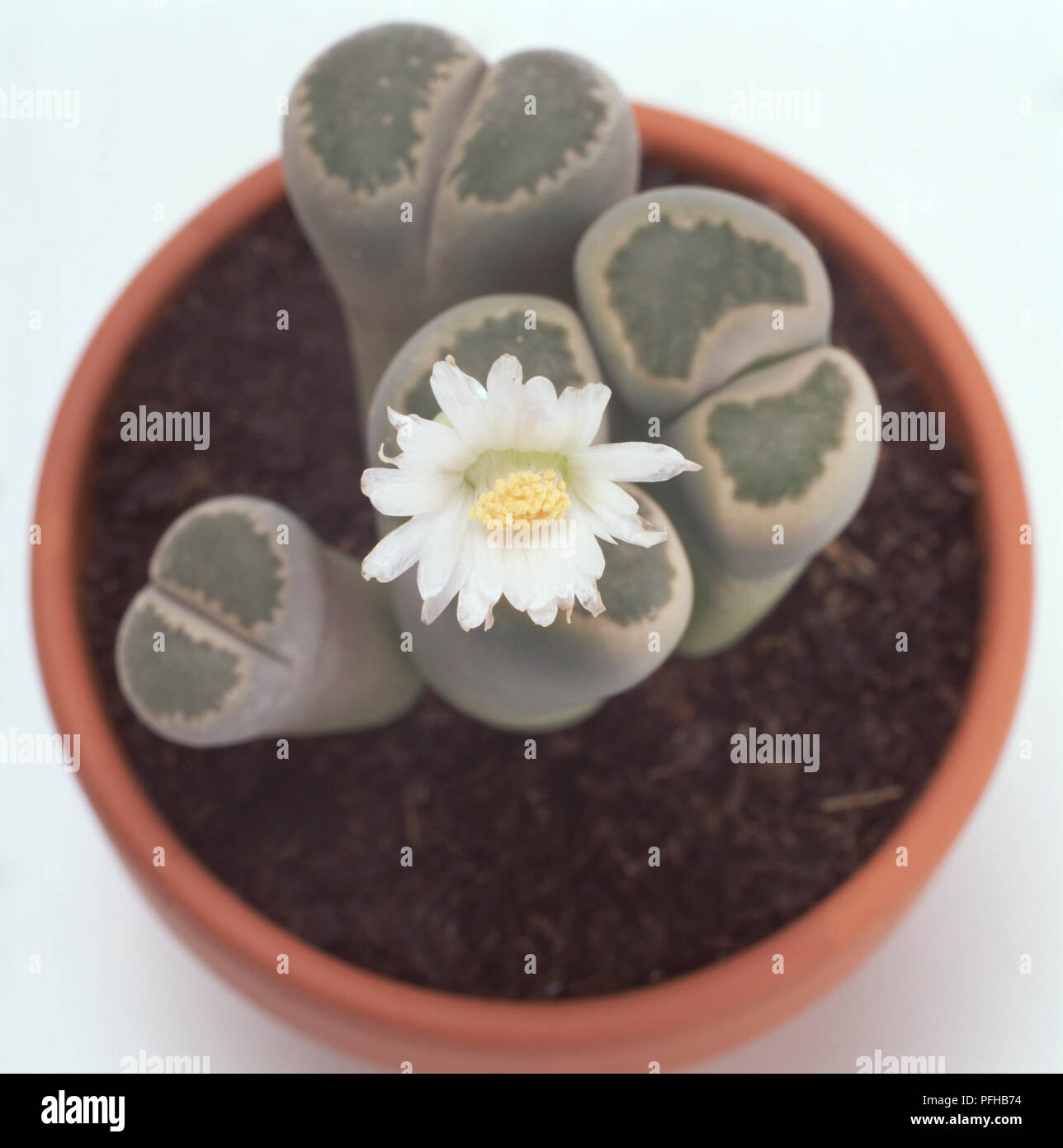 Daisy like flower of living stone cactus, lithops salicola, above view ...