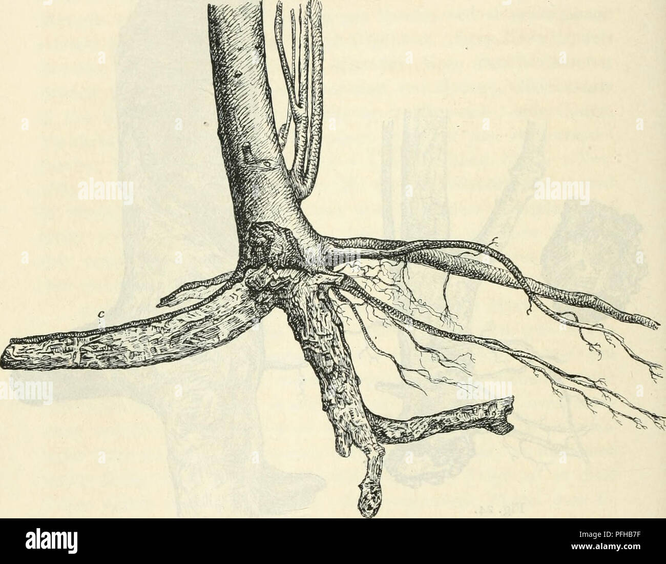 This work on Danish forest zoology discusses the behavior and ecology ...