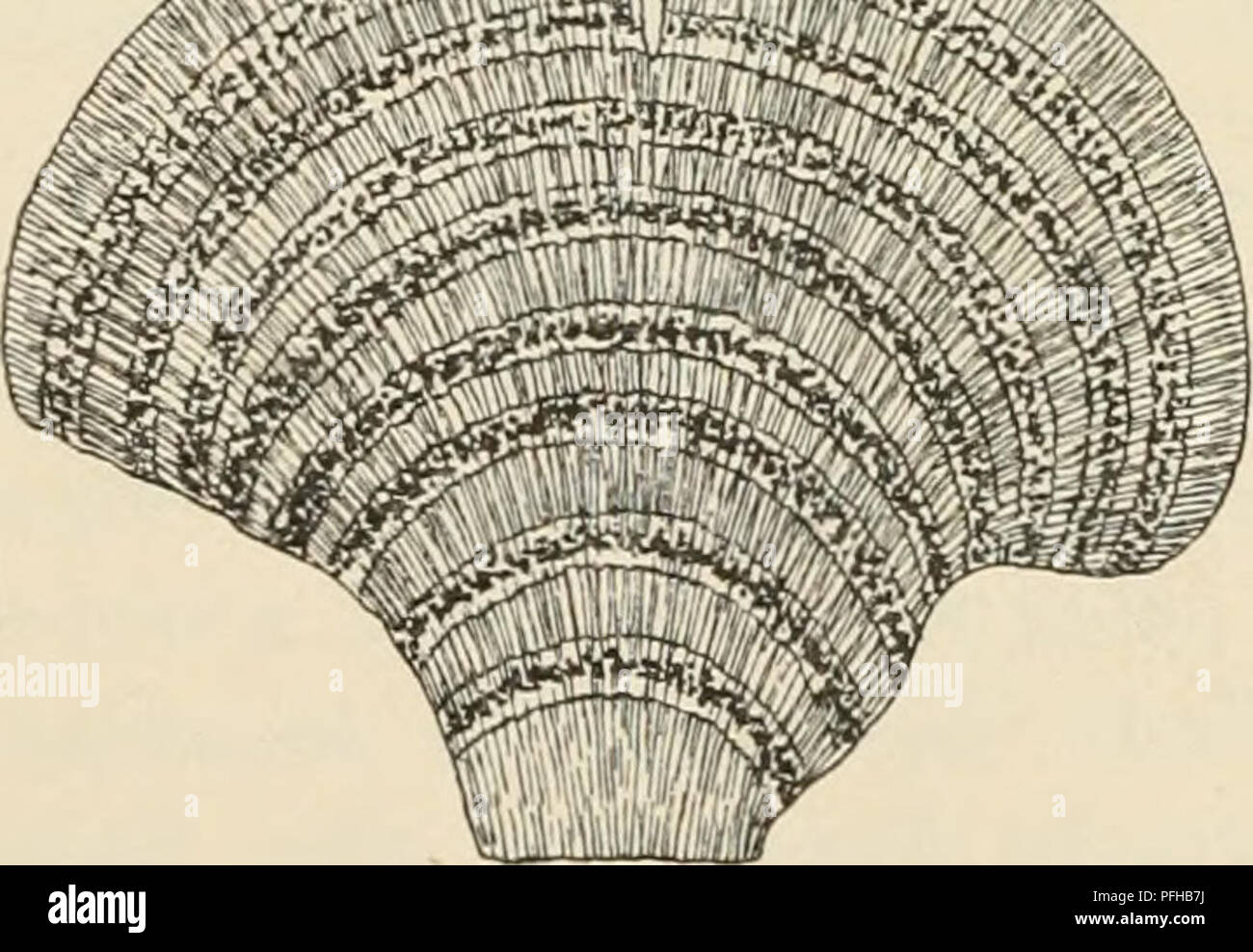 Flattened disc hi-res stock photography and images - Alamy