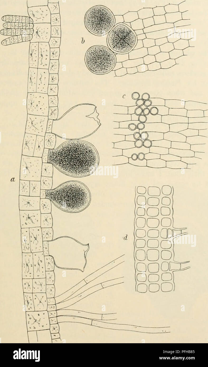 Padina Diagram