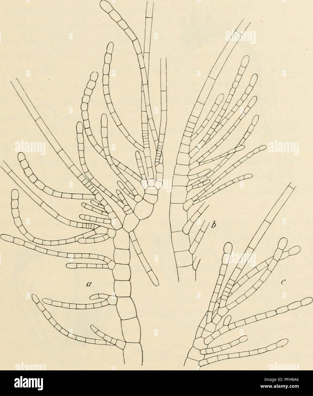 This image highlights the detailed study of plants native to Denmark ...