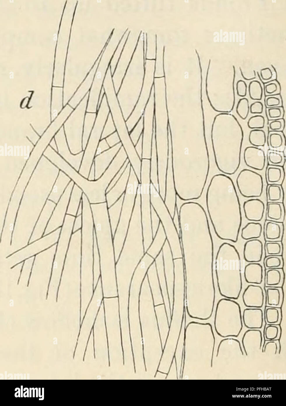 This Danish botanical archive contains studies and descriptions of ...